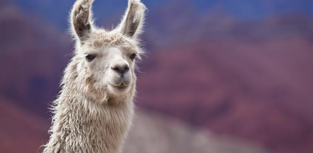 Por que as lhamas podem guardar o segredo para combater a gripe - 05/11 ...