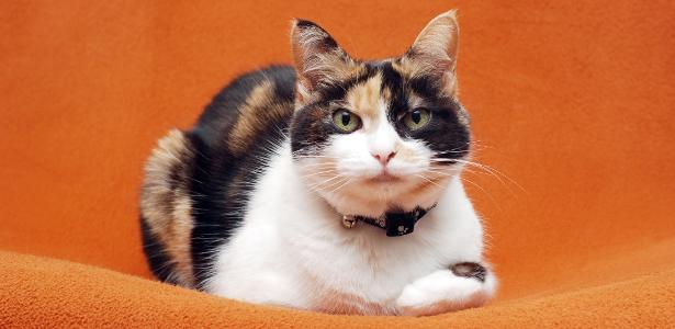 Gato tricolor pode ser macho, ou sempre será fêmea? Entenda