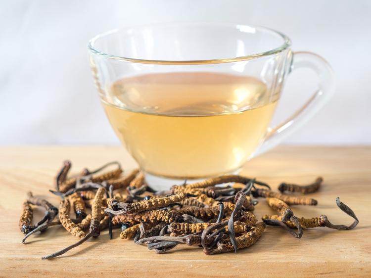 Três coletores de viagra do Himalaia desaparecem em avalanche no Nepal