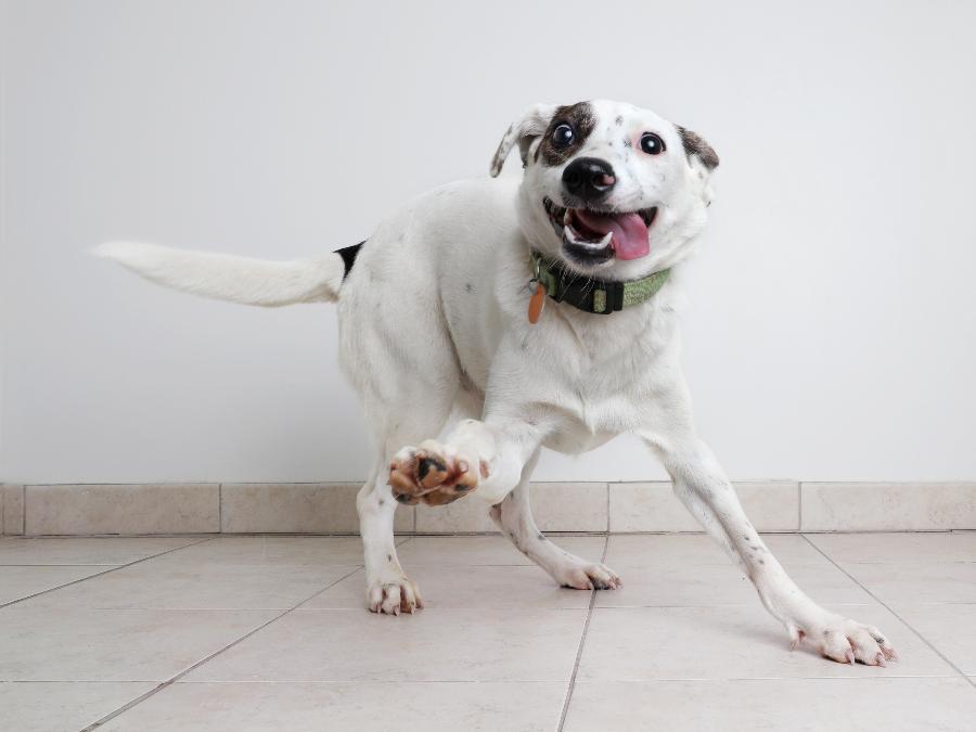 Cachorros sorriem de verdade? Saiba como reconhecer se seu cão está feliz