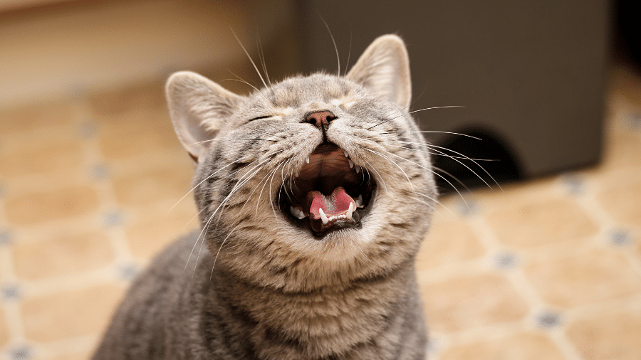 Como gatos se comunicam com as pessoas? Descubra sinais e como interpretar