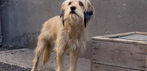 Prepare o lenço: 5 momentos do novo "Benji" que vão te fazer lacrimejar ...