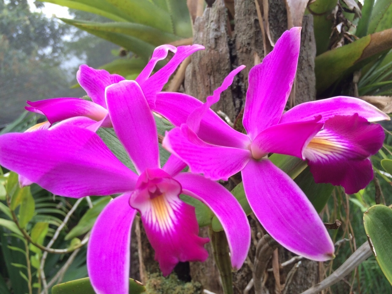 Fotos: A beleza amazônica no jardim: conheça espécies que vão bem em ...