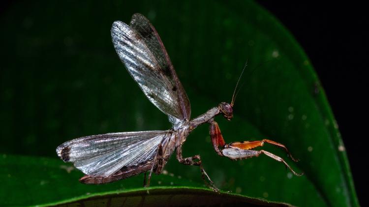 Expedição revela a surpreendente fauna noturna da floresta Amazônica