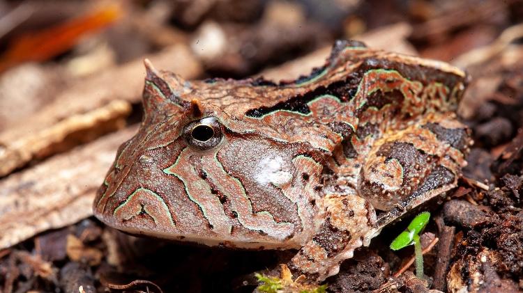 Expedição revela a surpreendente fauna noturna da floresta Amazônica
