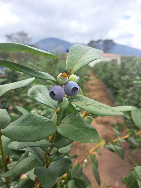 Chapada Diamantina, na Bahia, agora busca atrair 'turistas do sabor'