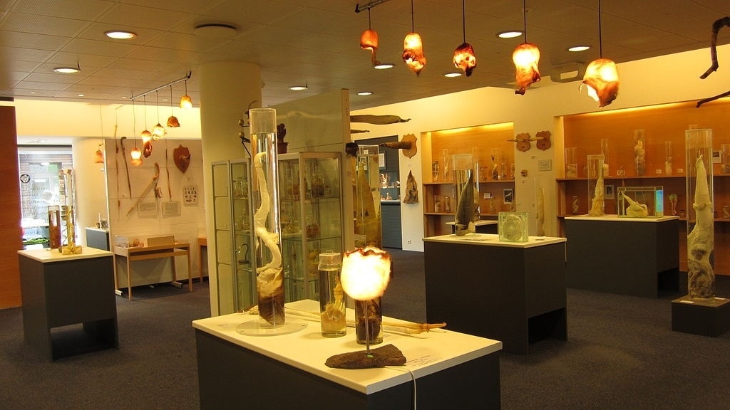 Fotos: Conheça o Museu do Falo, na cidade islandesa de Reykjavik - 26 ...