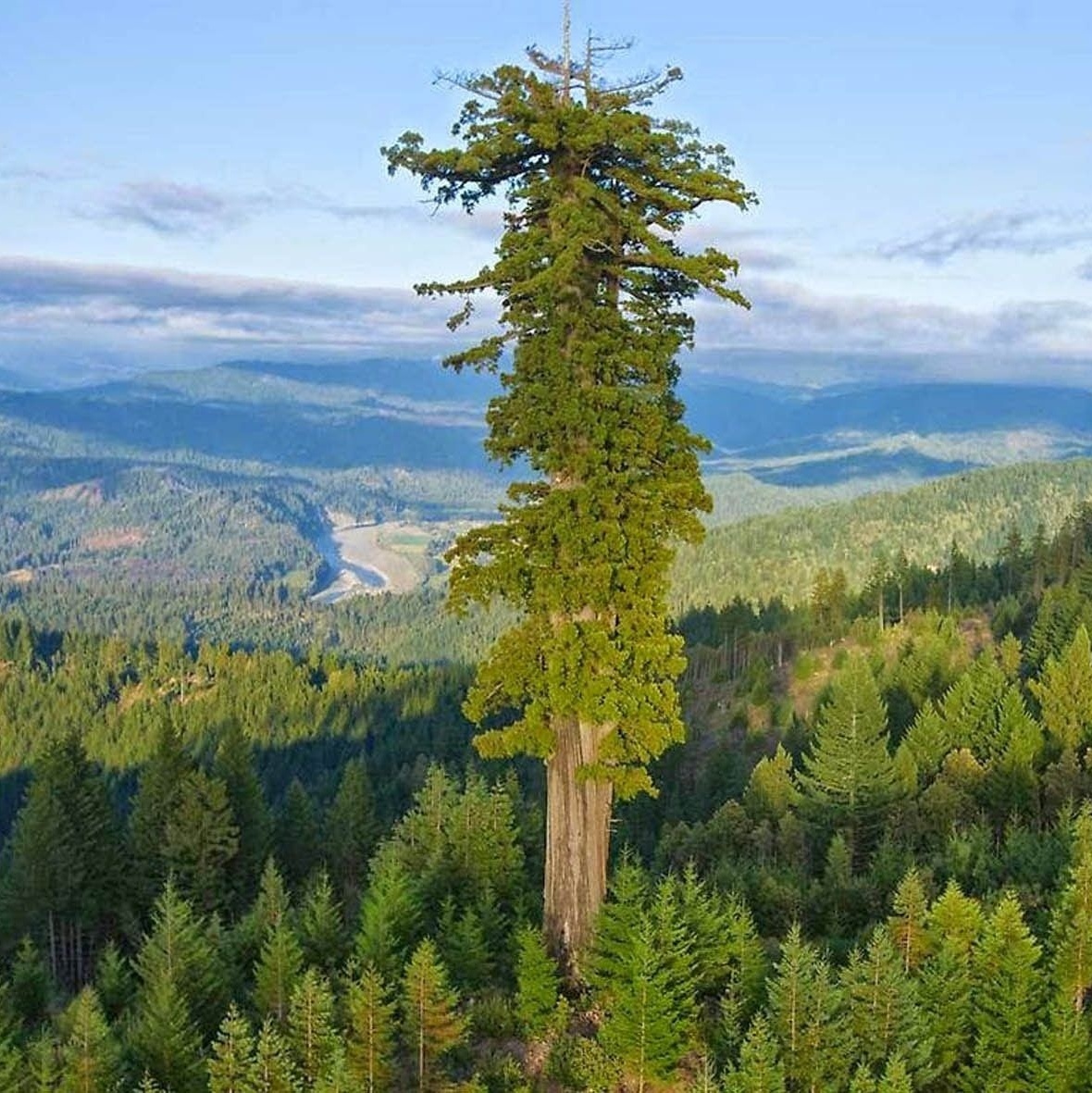 Localizacao Da Arvore Hiperion