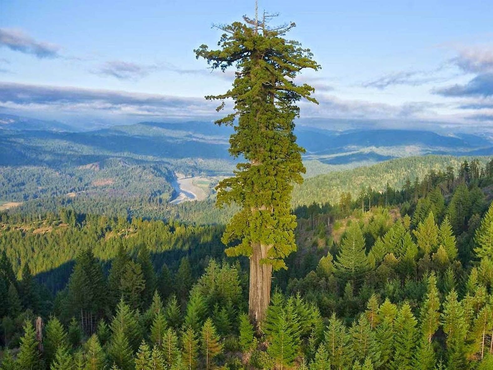 Arvore Do Estado Da Florida Árvores Nativas Da Mata Atlântica: Veja