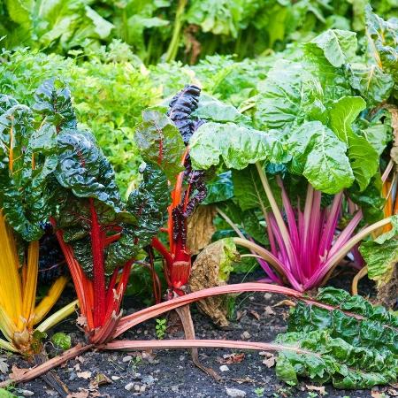 Acelga faz bem ao coração, veja 9 benefícios da hortaliça - 12/08/2020 ...