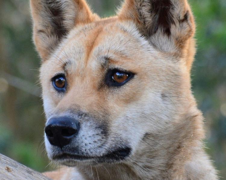 O dingo é geneticamente mais cachorro que lobo, aponta estudo - 22/04 ...