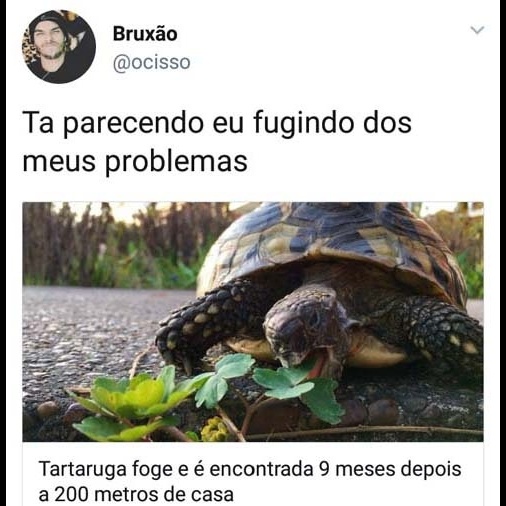 Memes De Tartaruga