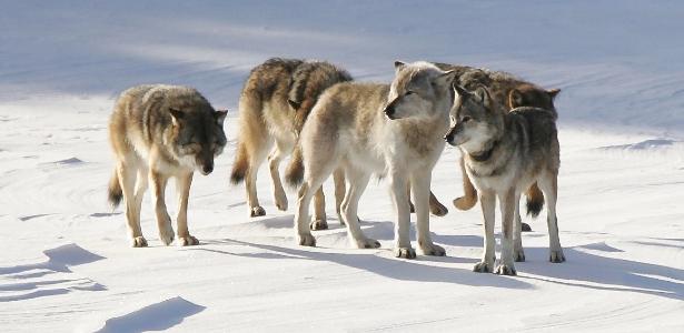 Um lobo 'imigrante' revitalizou sozinho um ecossistema florestal nos EUA