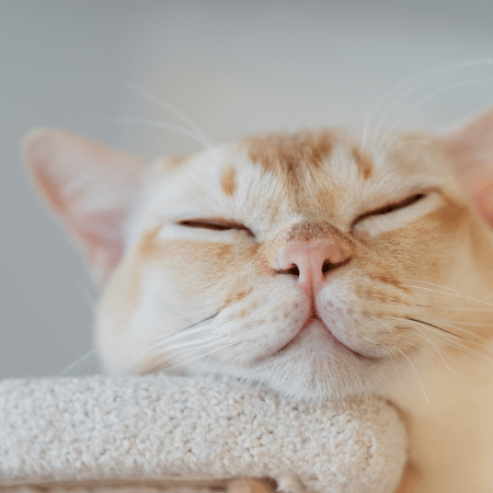 Raças de gatos mais dóceis: os felinos mais apegados aos humanos
