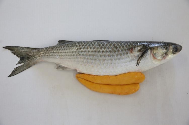 Bottarga: iguaria italiana, a ova de peixe conquista chefs brasileiros