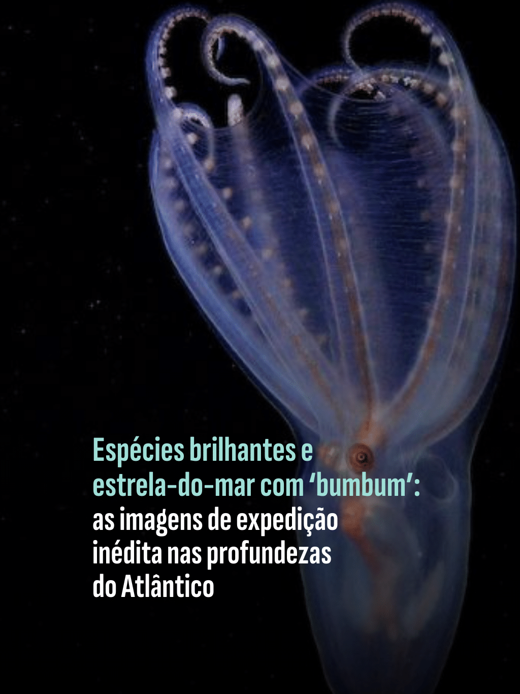 Espécies brilhantes, estrela-do-mar com 'bumbum': as imagens de ...