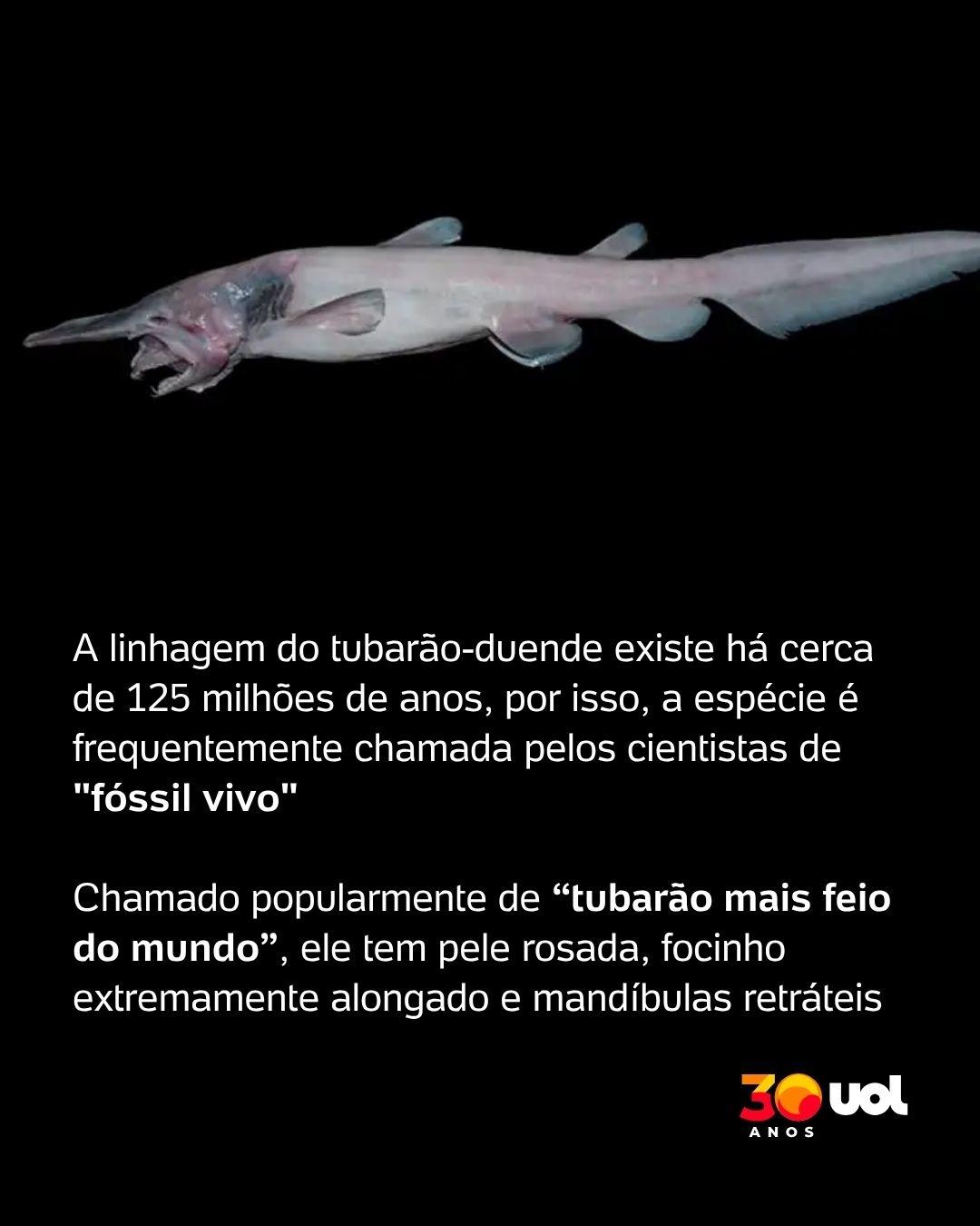 Tubarão-duende vivo é registrado em habitat natural no Pacífico