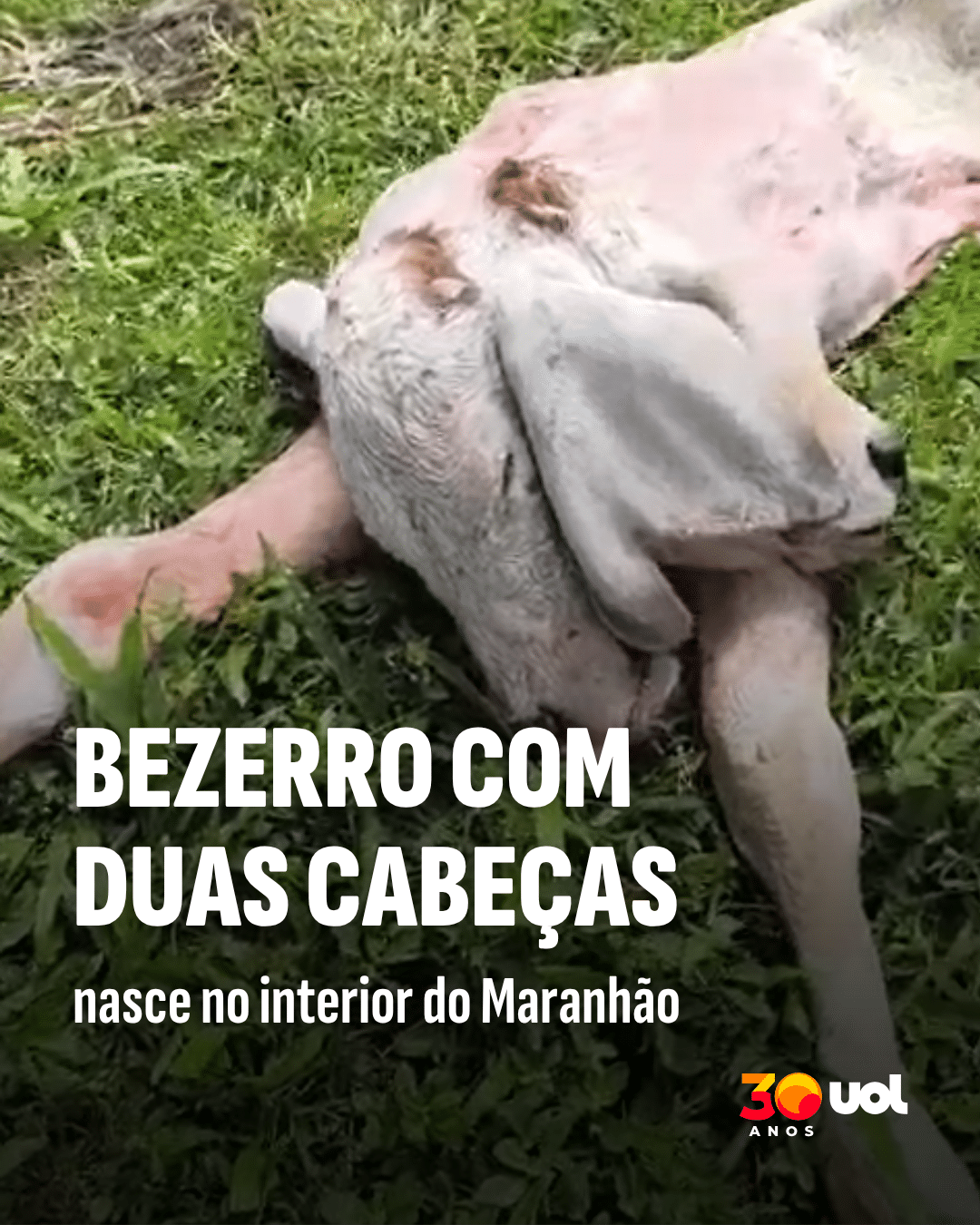 Bezerro com duas cabeças nasce no interior do Maranhão; caso é raro