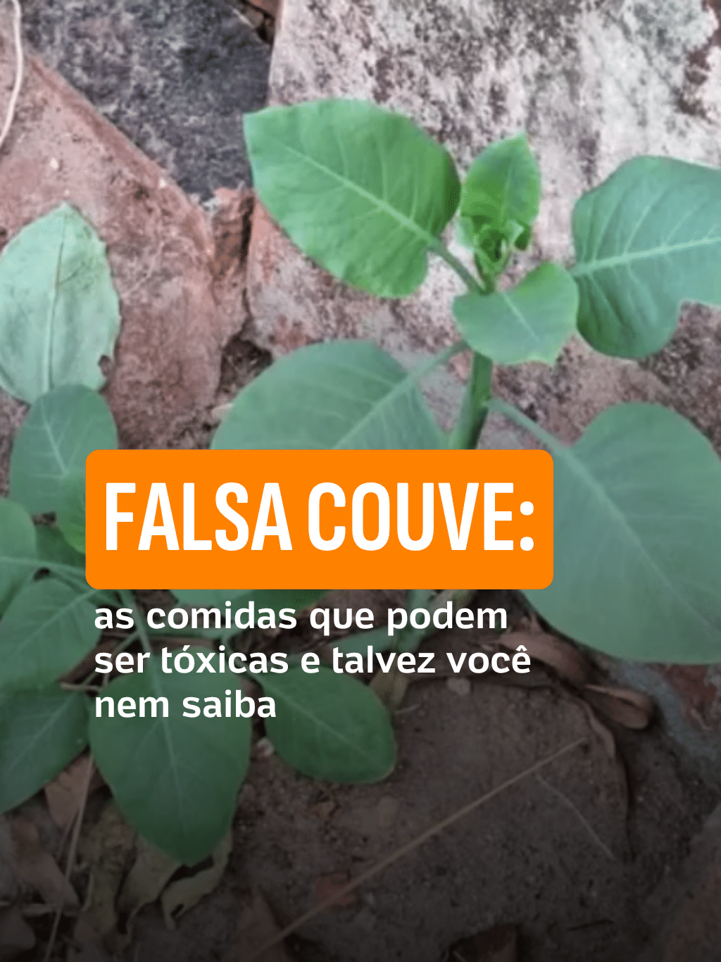Falsa couve: as comidas que podem ser tóxicas e talvez você nem saiba