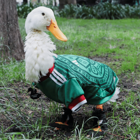 Merlin, o pato, das ruas da Cidade do México ao estrelato na Copa do Mundo