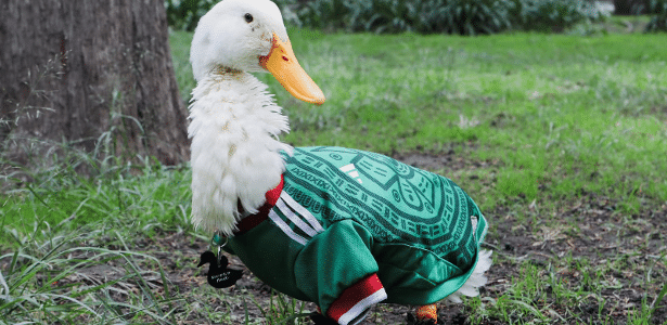 Merlin, o pato, das ruas da Cidade do México ao estrelato na Copa do Mundo