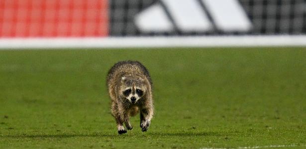 Guaxinim invade gramado na MLS e dá baile em funcionários; veja
