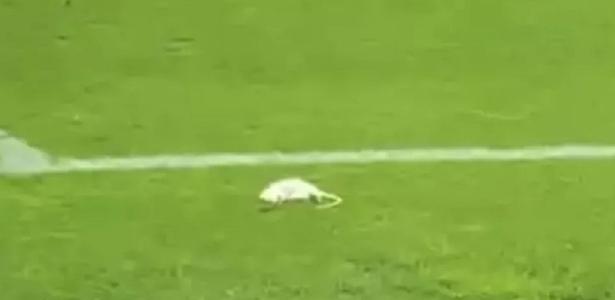 Torcedores jogam ratos mortos no gramado durante derrota em clássico