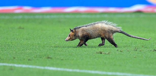 Gambá invade gramado do Maracanã antes de Flamengo x Amazonas; assista