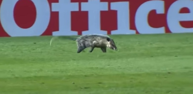 Cachorro? Não. No México, quem invade o campo é o gambá - 26/01/2019 ...