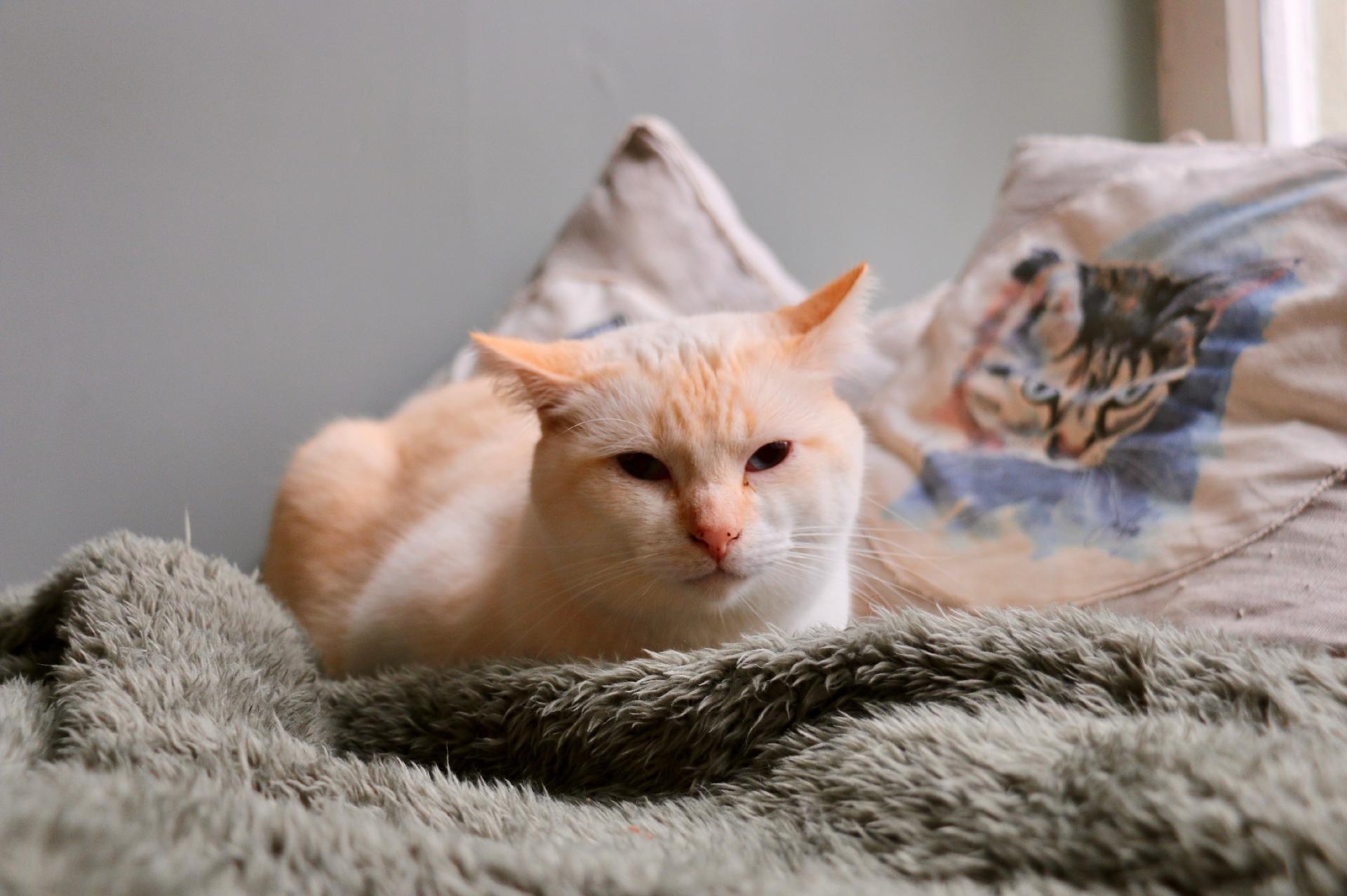 Café para "gateiros" em Portugal oferece comidinhas e companhia felina ...