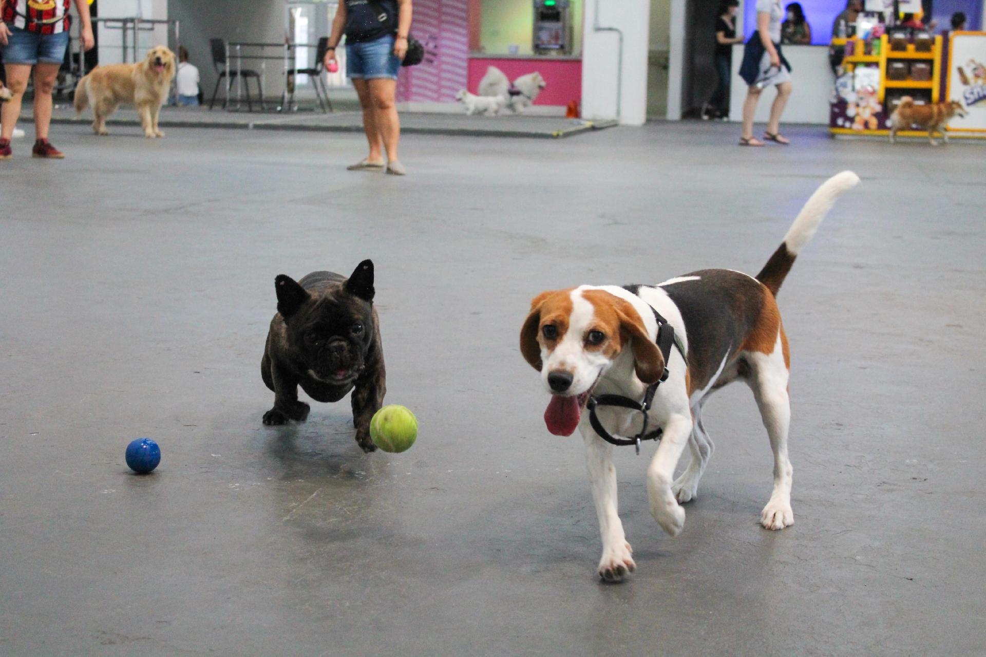 Parque de diversão para cães faz alegria de bichos e tutores em São ...
