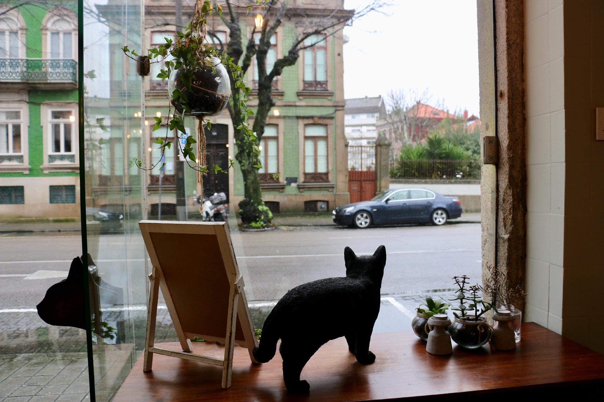 Café para "gateiros" em Portugal oferece comidinhas e companhia felina ...