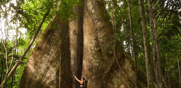Como é a trilha até a samaúma de mil anos na Floresta Nacional do ...