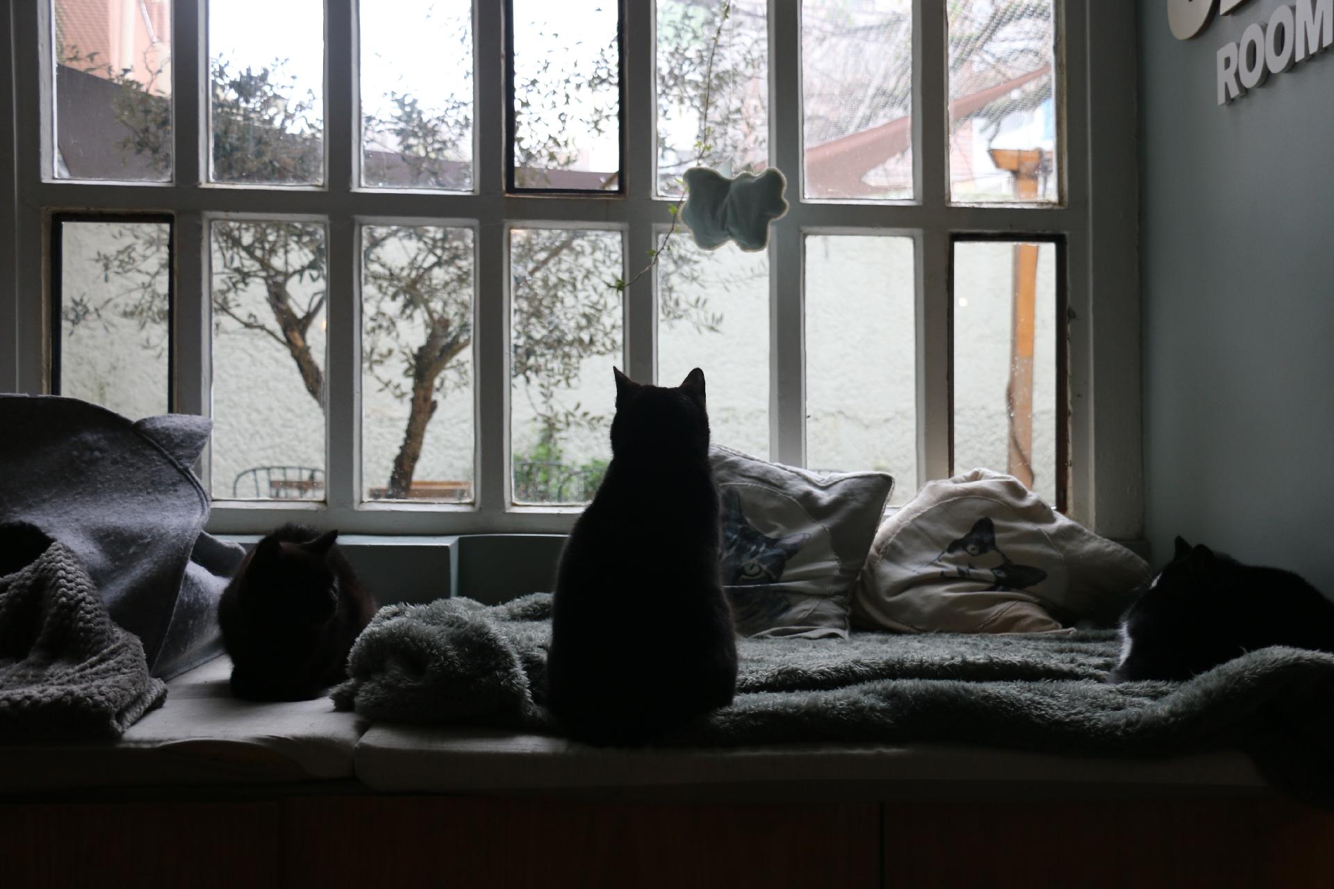 Café para "gateiros" em Portugal oferece comidinhas e companhia felina ...
