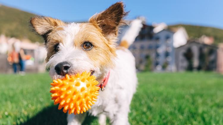 Cachorro lamber pata o tempo todo é alerta; saiba o que pode ser