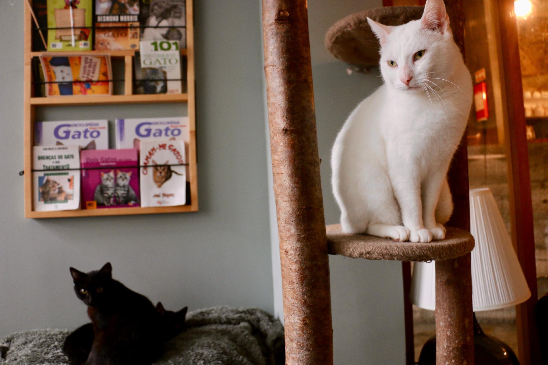 Café para "gateiros" em Portugal oferece comidinhas e companhia felina ...