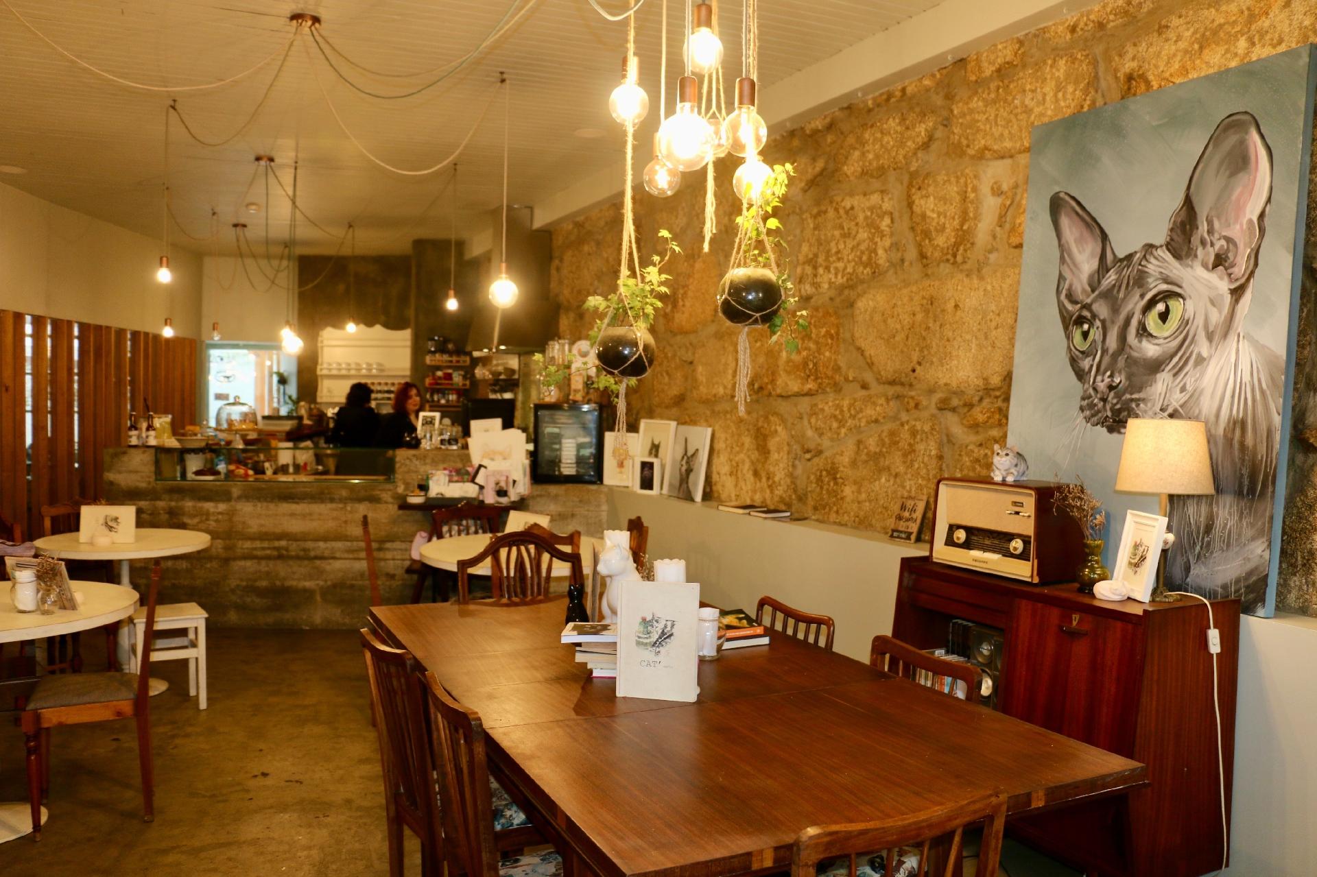 Café para "gateiros" em Portugal oferece comidinhas e companhia felina ...