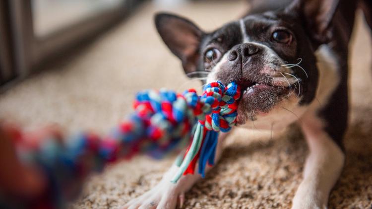 Cachorro lamber pata o tempo todo é alerta; saiba o que pode ser