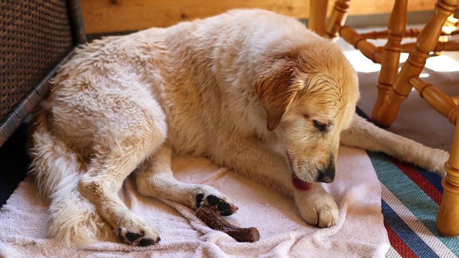 Cachorro lamber pata o tempo todo é alerta; saiba o que pode ser