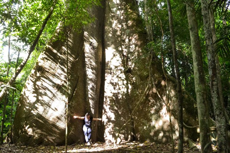 Como é a trilha até a samaúma de mil anos na Floresta Nacional do ...