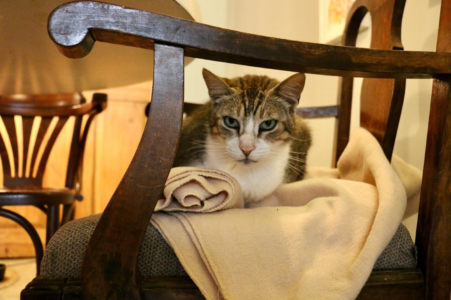 Café para "gateiros" em Portugal oferece comidinhas e companhia felina ...