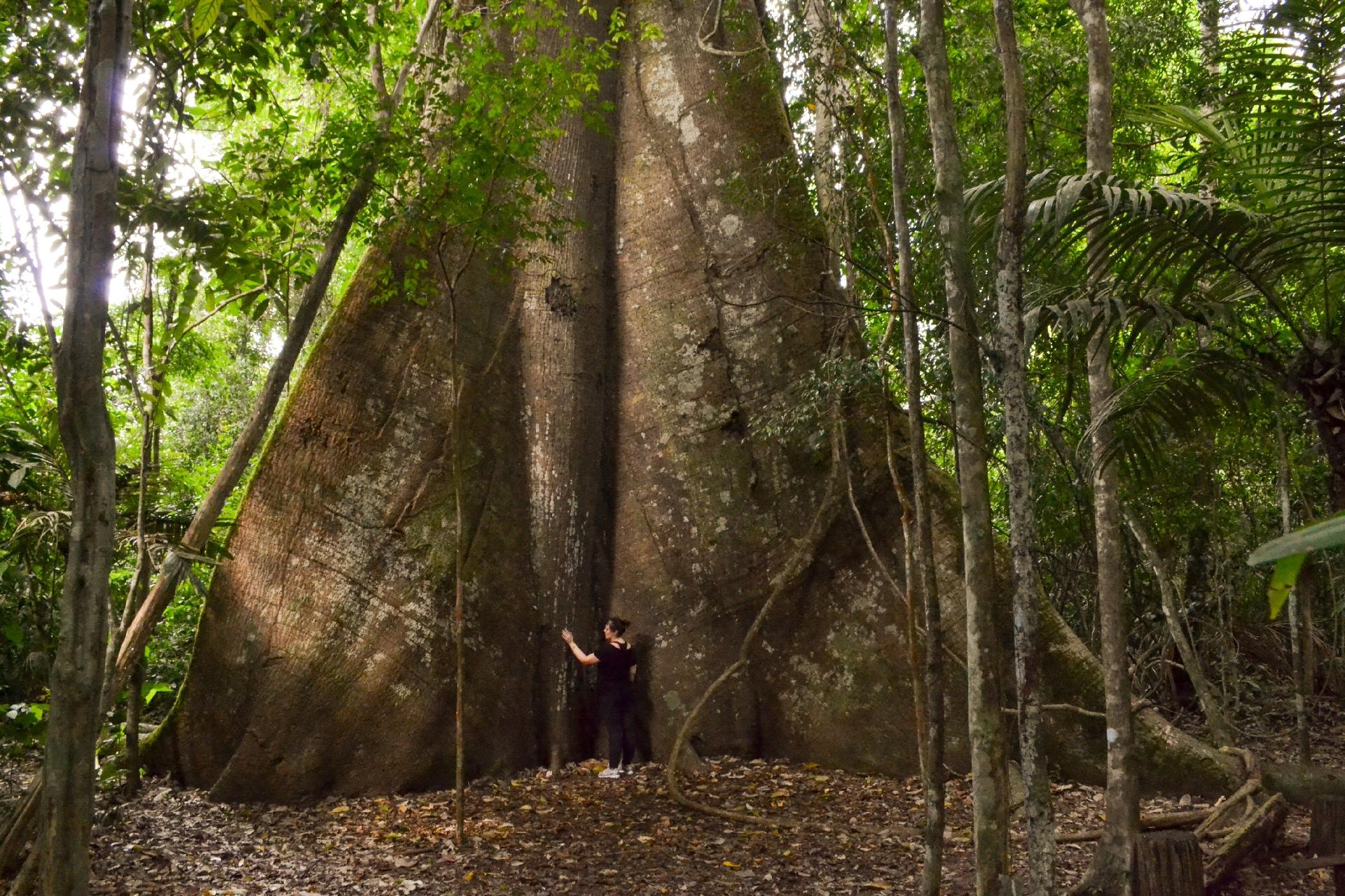Como é a trilha até a samaúma de mil anos na Floresta Nacional do ...