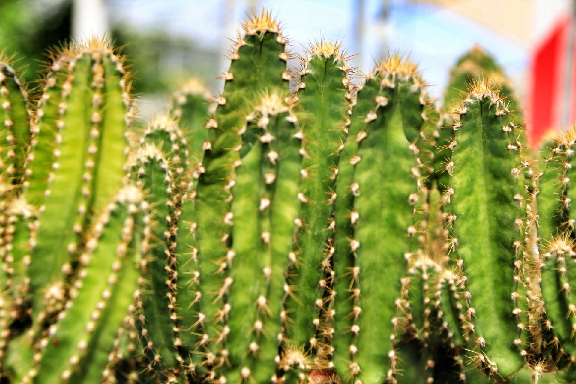 Cactos: tipos, cuidados e como usar na décor