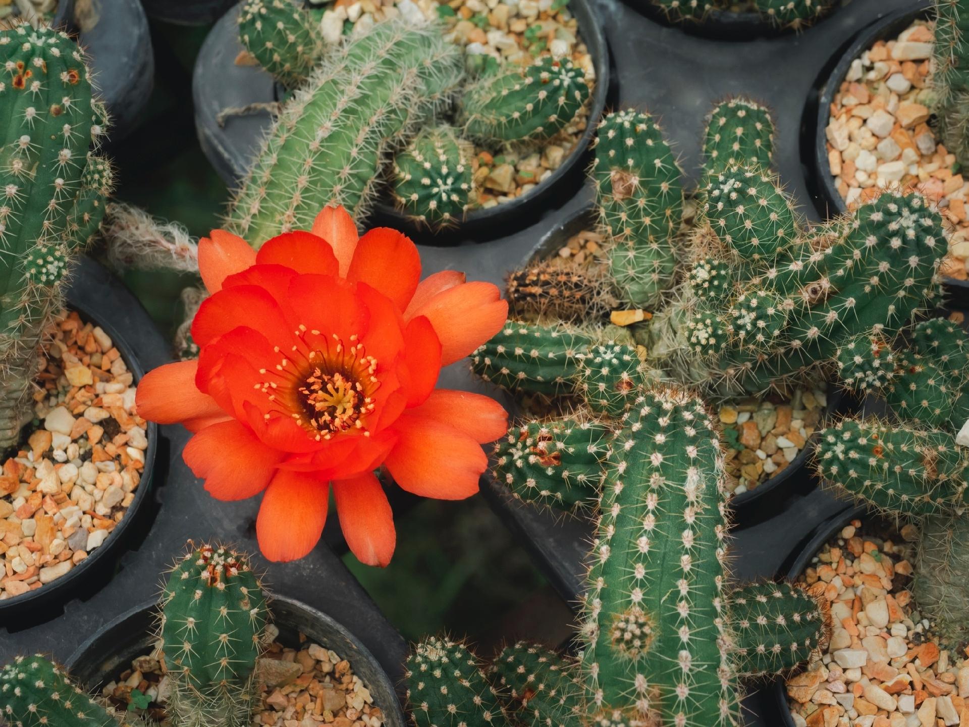 Cactos: tipos, cuidados e como usar na décor