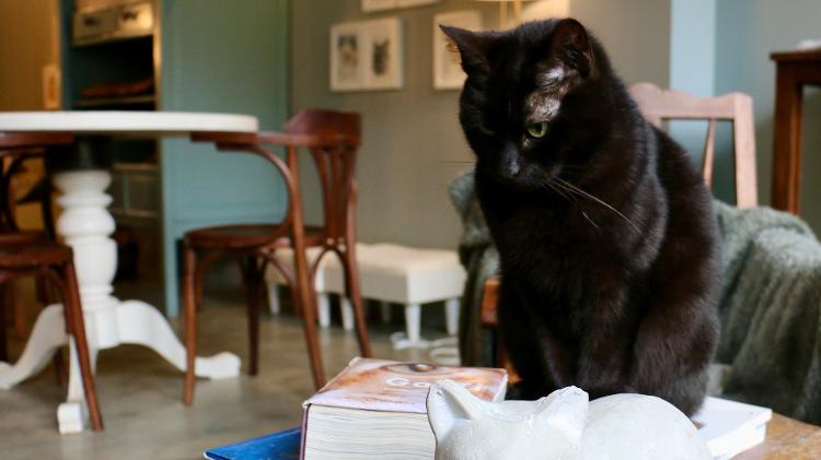Café para "gateiros" em Portugal oferece comidinhas e companhia felina ...