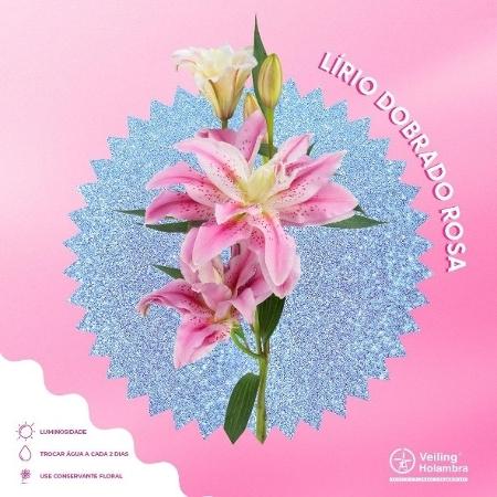 Conheça seis flores que vão deixar o ambiente com a cara da Barbie - 25 ...