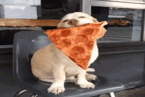 Gifs de pizza que vão fazer você sair correndo para o rodízio - BOL Memes