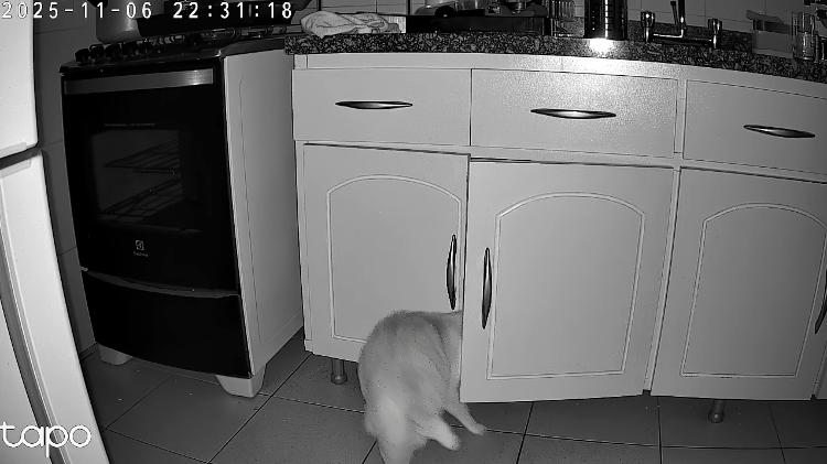 Câmera Tapo, da TP-Link, vigia casa, pets e serve de babá eletrônica