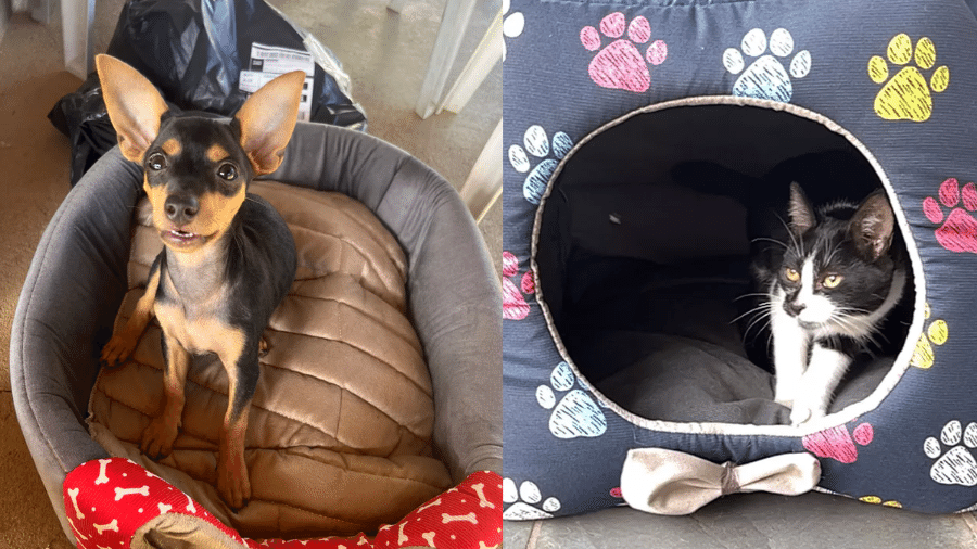 Cama para cachorro e gato: conheça modelo que faz sucesso