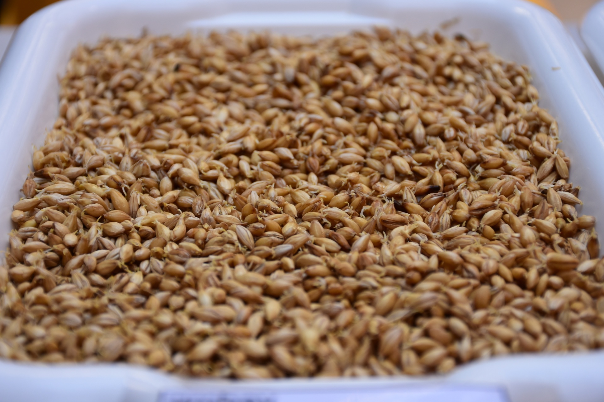 Fotos: Veja o caminho da cevada da roça até virar malte para cerveja ...